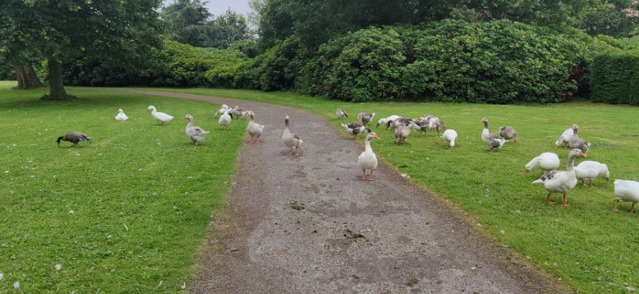 Negen Den Haag (not)parkruns | parkrun Nederland