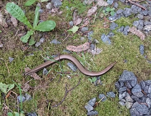 Another new weekly attendance record for parkrun in the Nordics ...