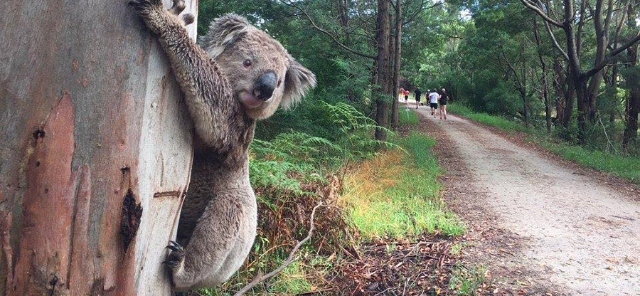 parkrun profile: Koonwarra | parkrun AU Blog