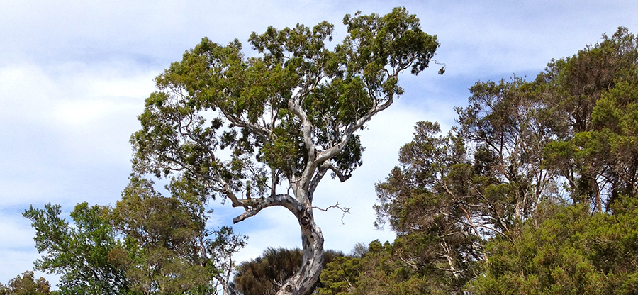 The first “parkrunners” | parkrun AU Blog