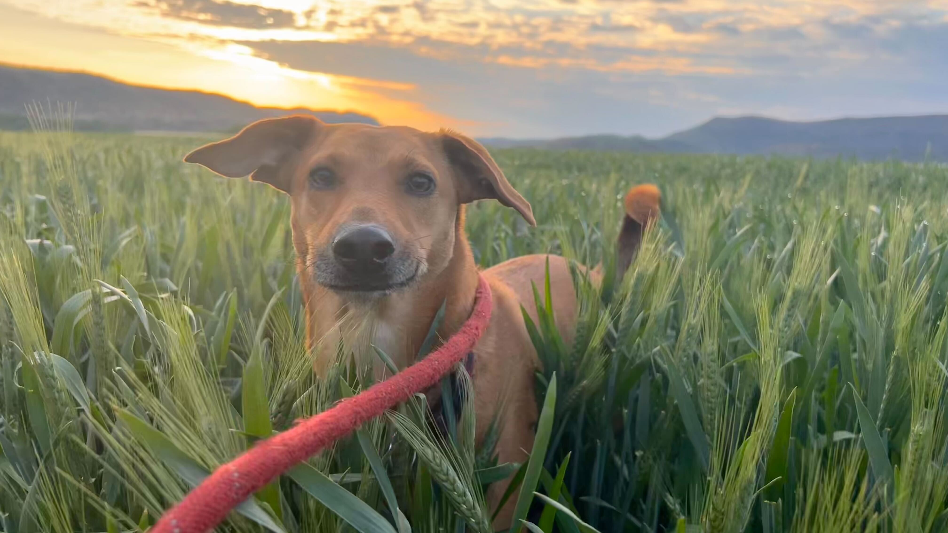Paws at the parkrun: Tips for a safe and happy run with your dog ...