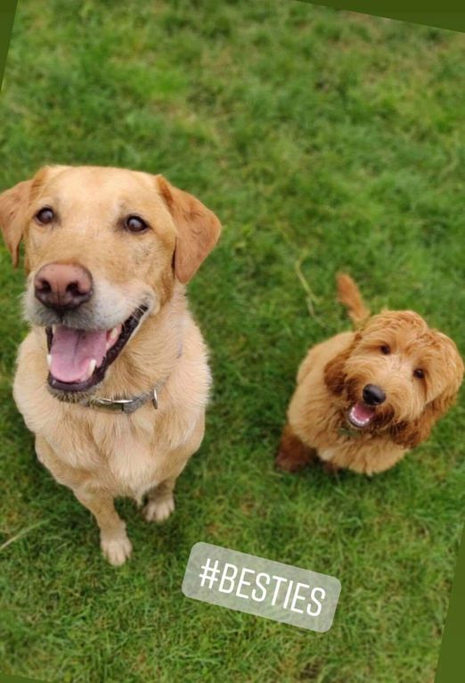 Meet Roding Valley parkrun #2 – Marley | Roding Valley parkrun
