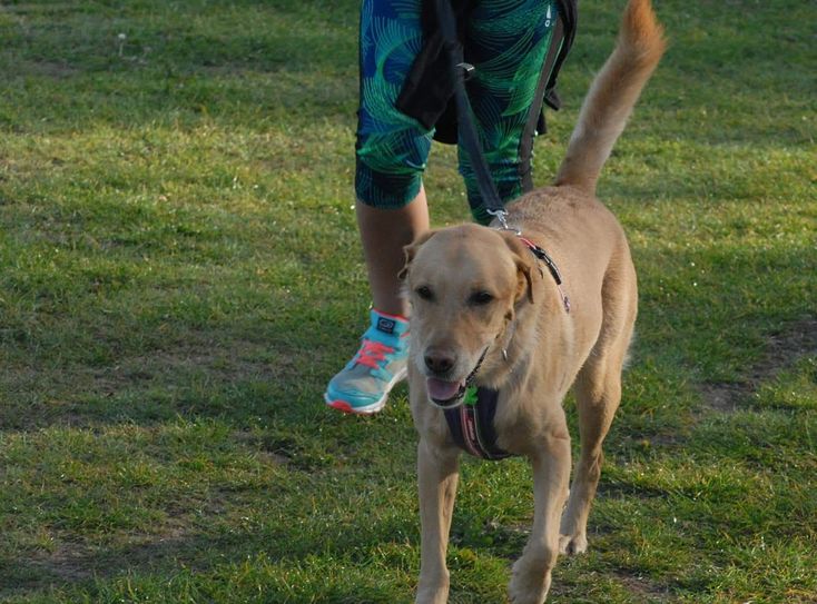 Meet Roding Valley parkrun #2 – Marley | Roding Valley parkrun