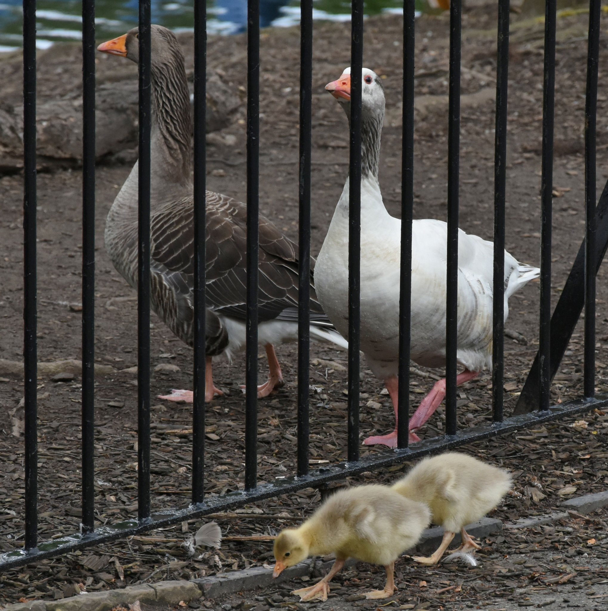 No Funnel Duckers here! | Heaton parkrun