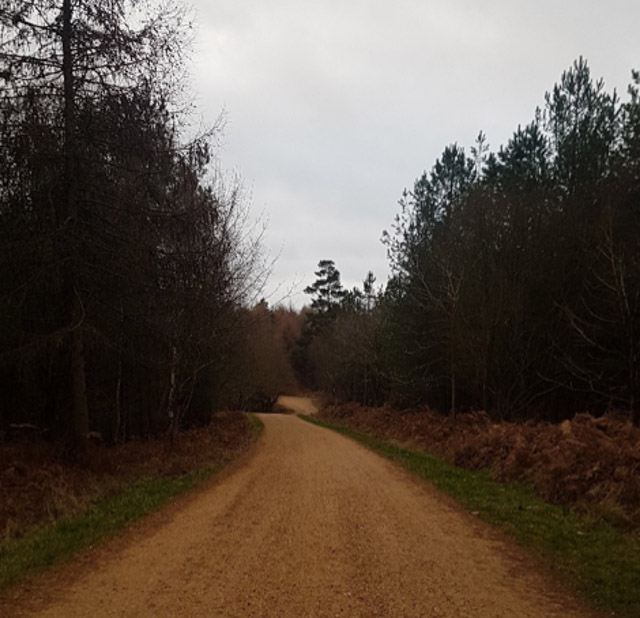 308th Alice Holt Parkrun Run Report Alice Holt Parkrun 308th-alice-holt-parkrun-run-report-alice-holt-parkrun