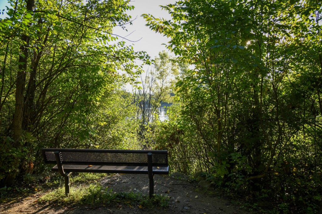 Lillie parkrun #46 – Many Milestones | Lillie parkrun, Ann Arbor