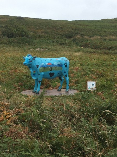 Woolacombe Dunes parkrun – event #124 – The one with the painted cows ...