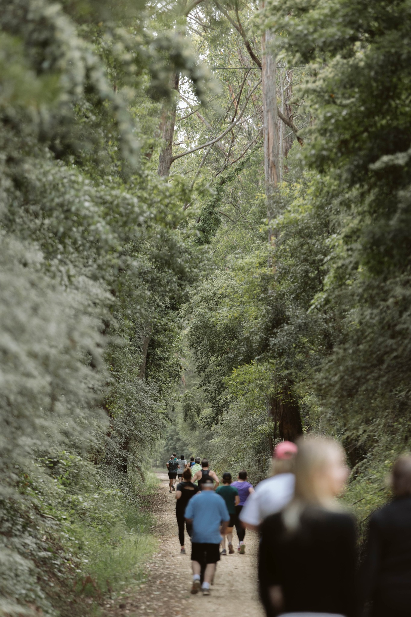 Grand Ridge Rail Trail event #222 22/12/24 | Grand Ridge Rail Trail ...