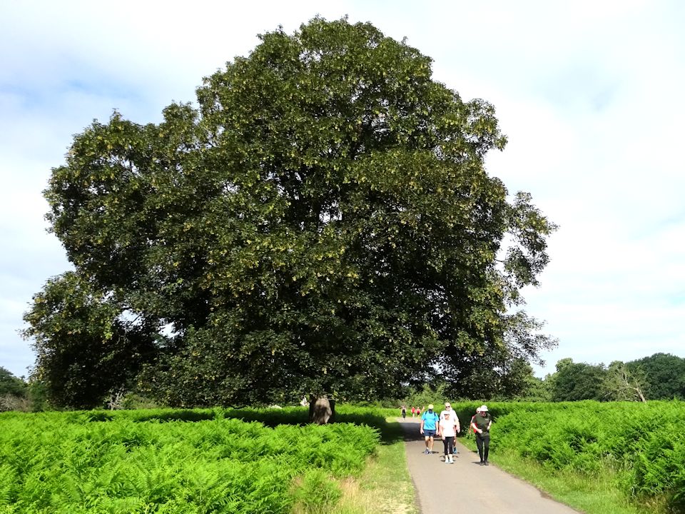 Report Event No 936 – 24 June 2023 | Bushy parkrun