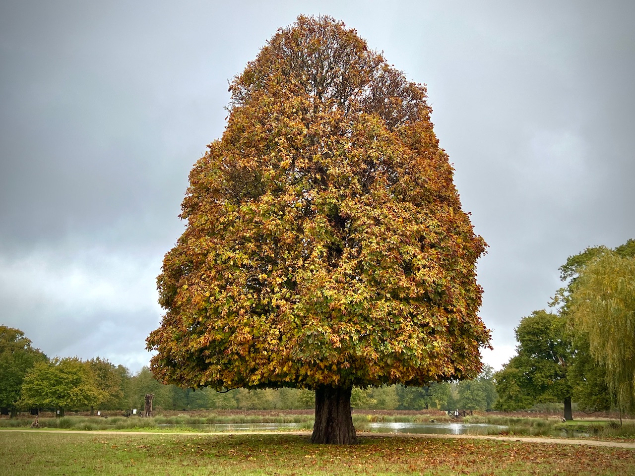 Report Event No 955 – 4 November 2023 | Bushy parkrun