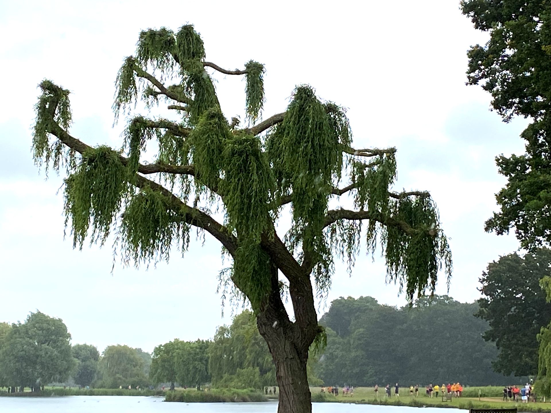 news | Bushy parkrun