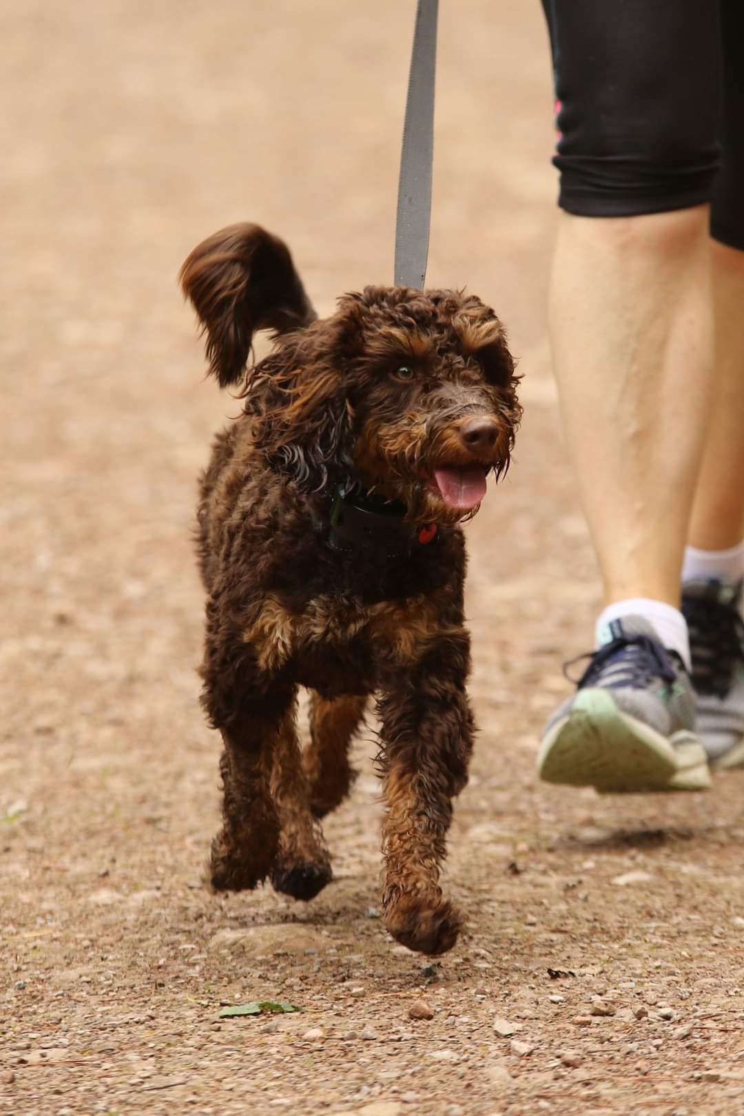 Malklards Pike parkrun event #120 by Angus Kirby (Ludlow parkrun ...