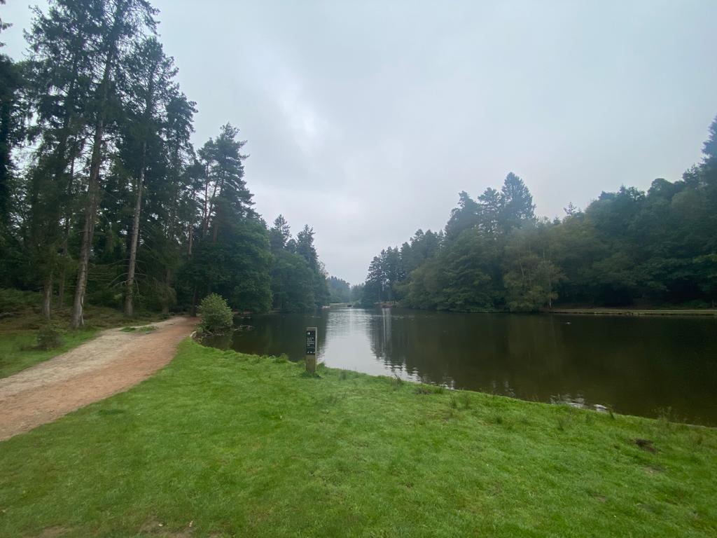 Mallards Pike event #124 – A misty morning in the Forest by Mark ...