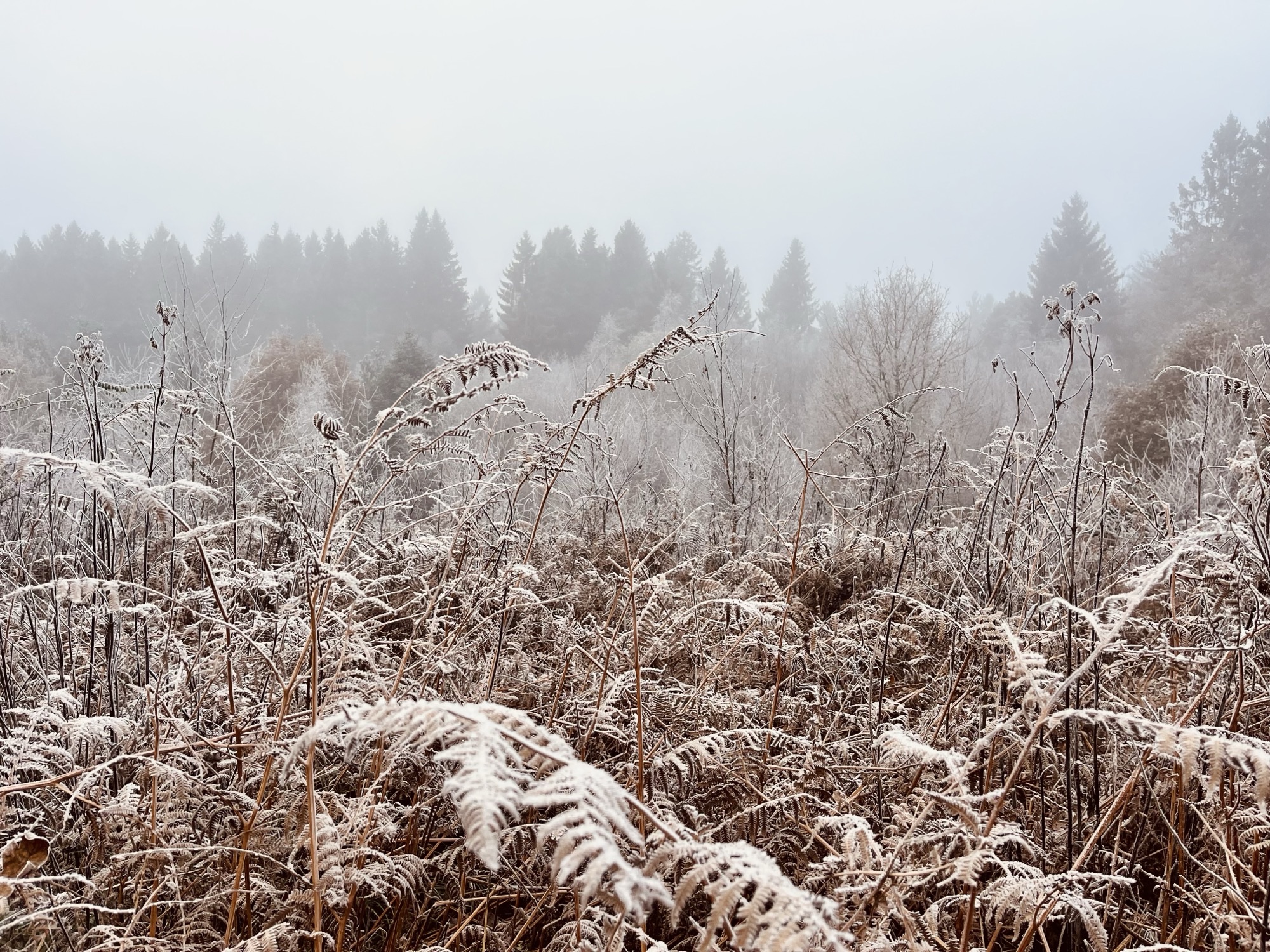 Mallards Pike event #164 by Jane Woolley (Cheltenham parkrun ...