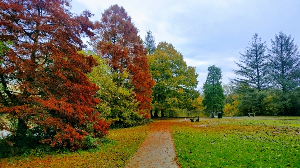 Run Report #9: A wonderful walk around Ifield Mill Pond | Ifield Mill ...