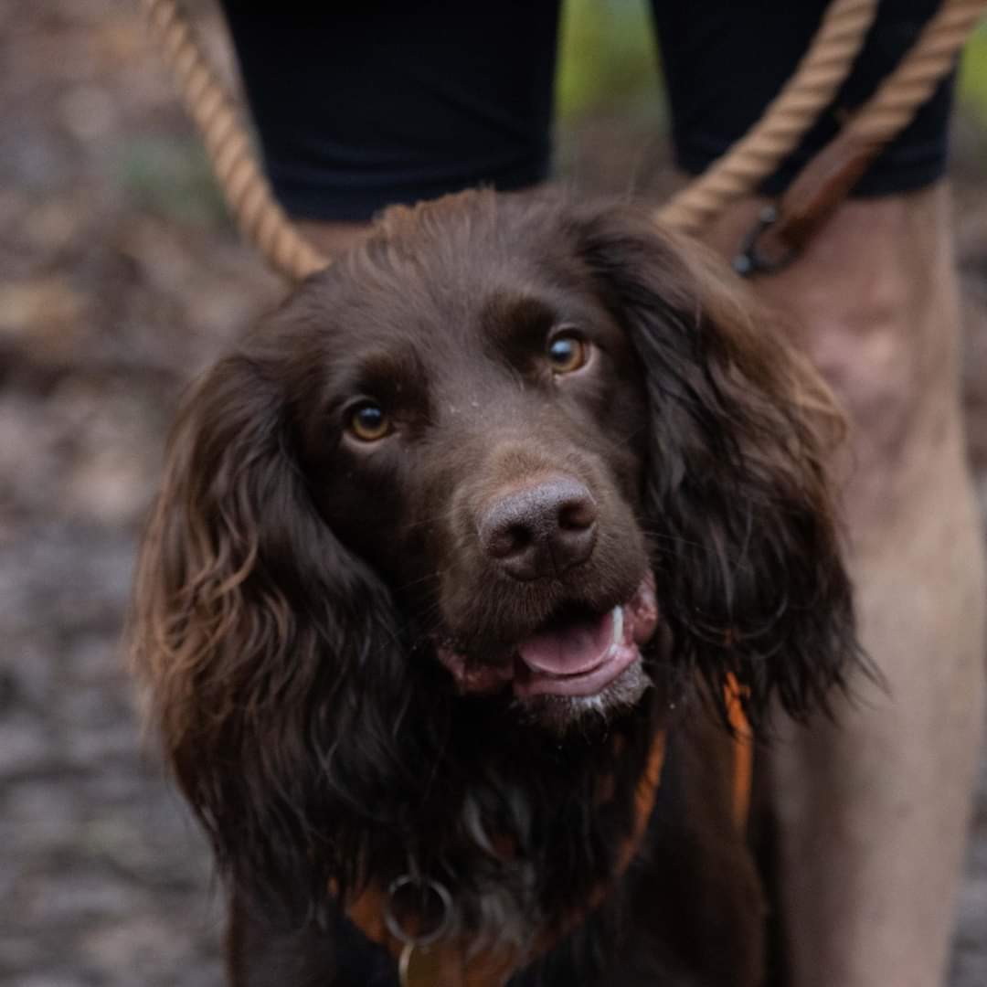 Forest of Dean parkrun event #660 17th February 2024 | Forest of Dean ...