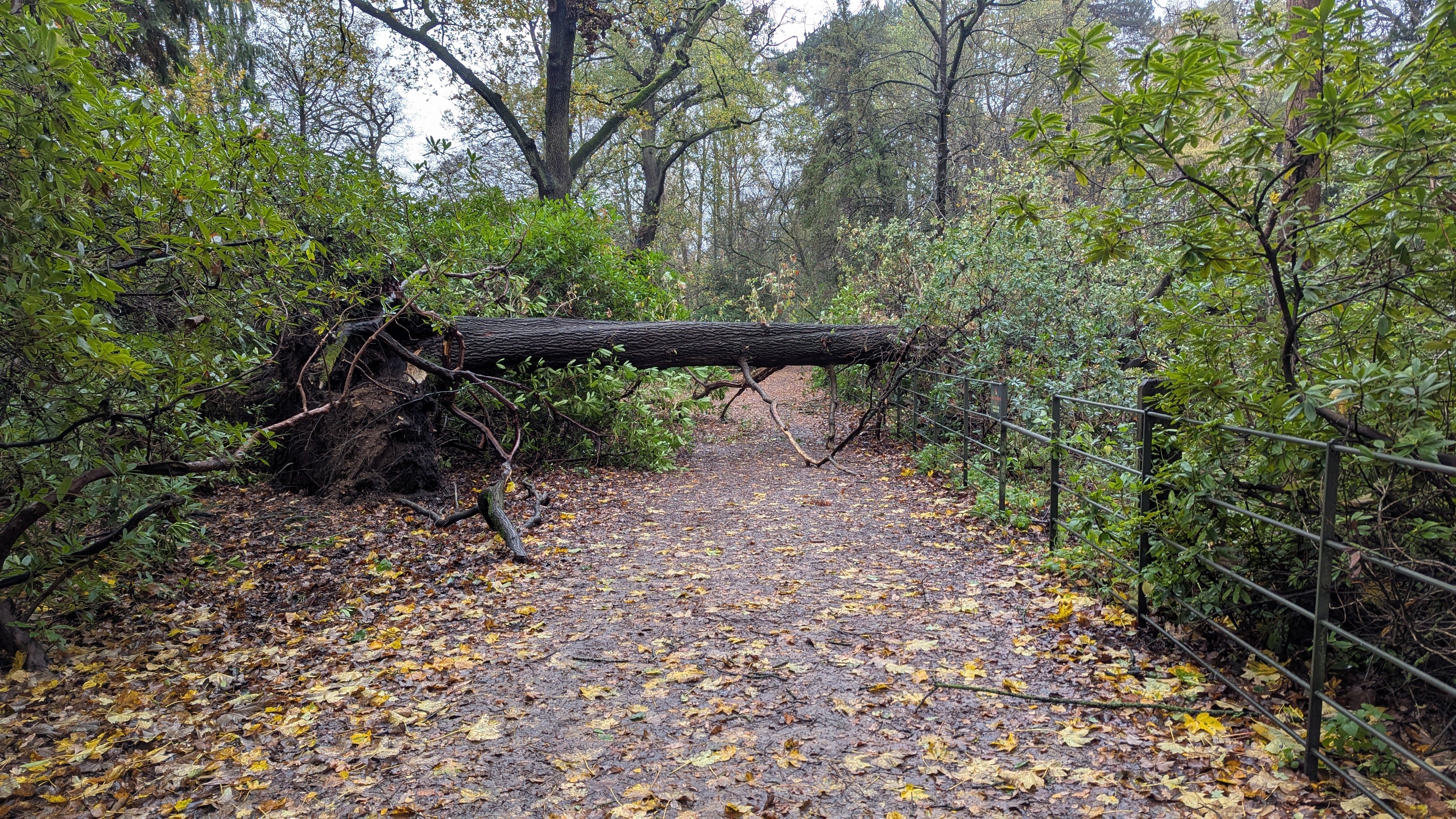 #211 – A Tree Too Far | Wollaton Hall parkrun