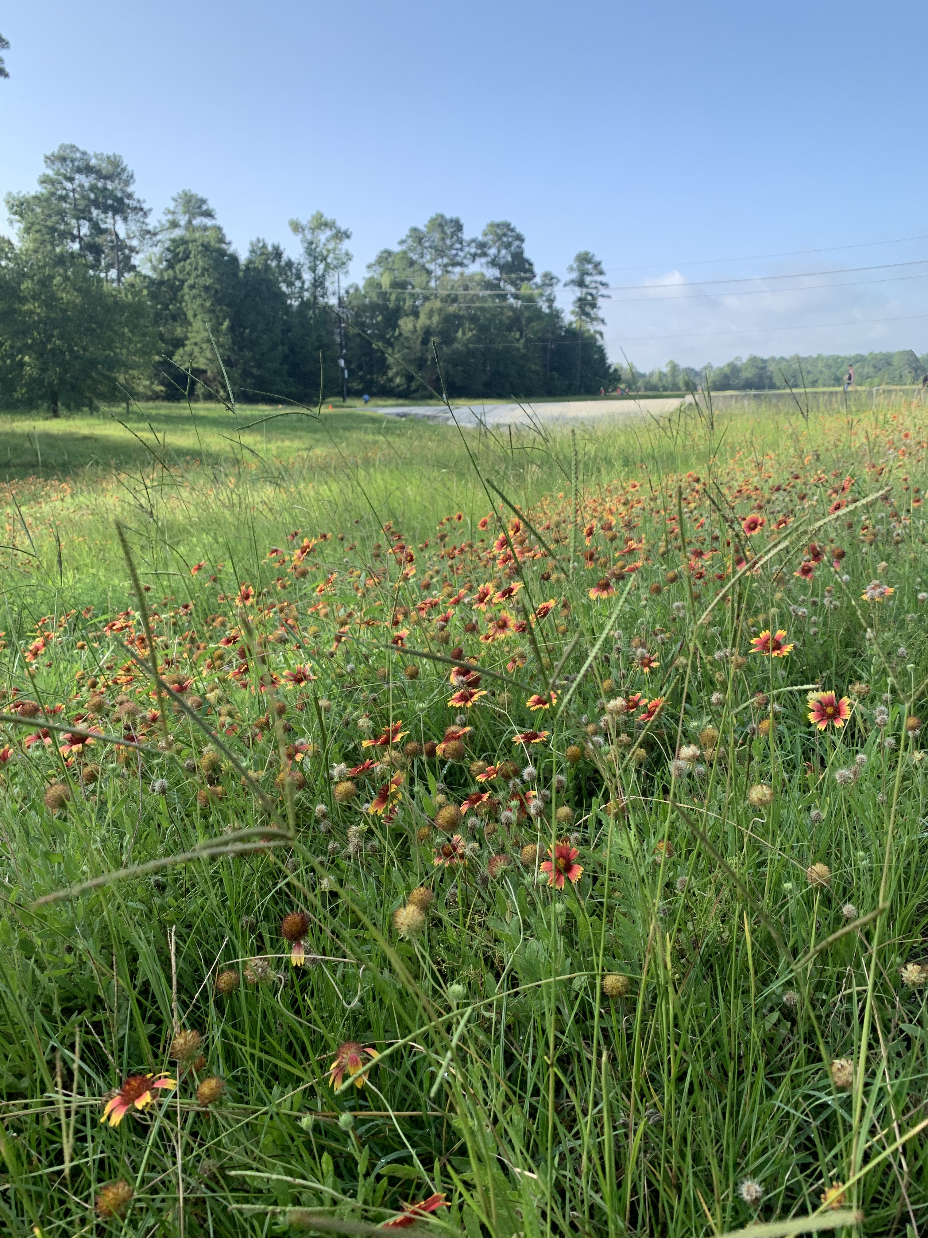 Event 129 – 29th June 2024 | Spindle Tree parkrun
