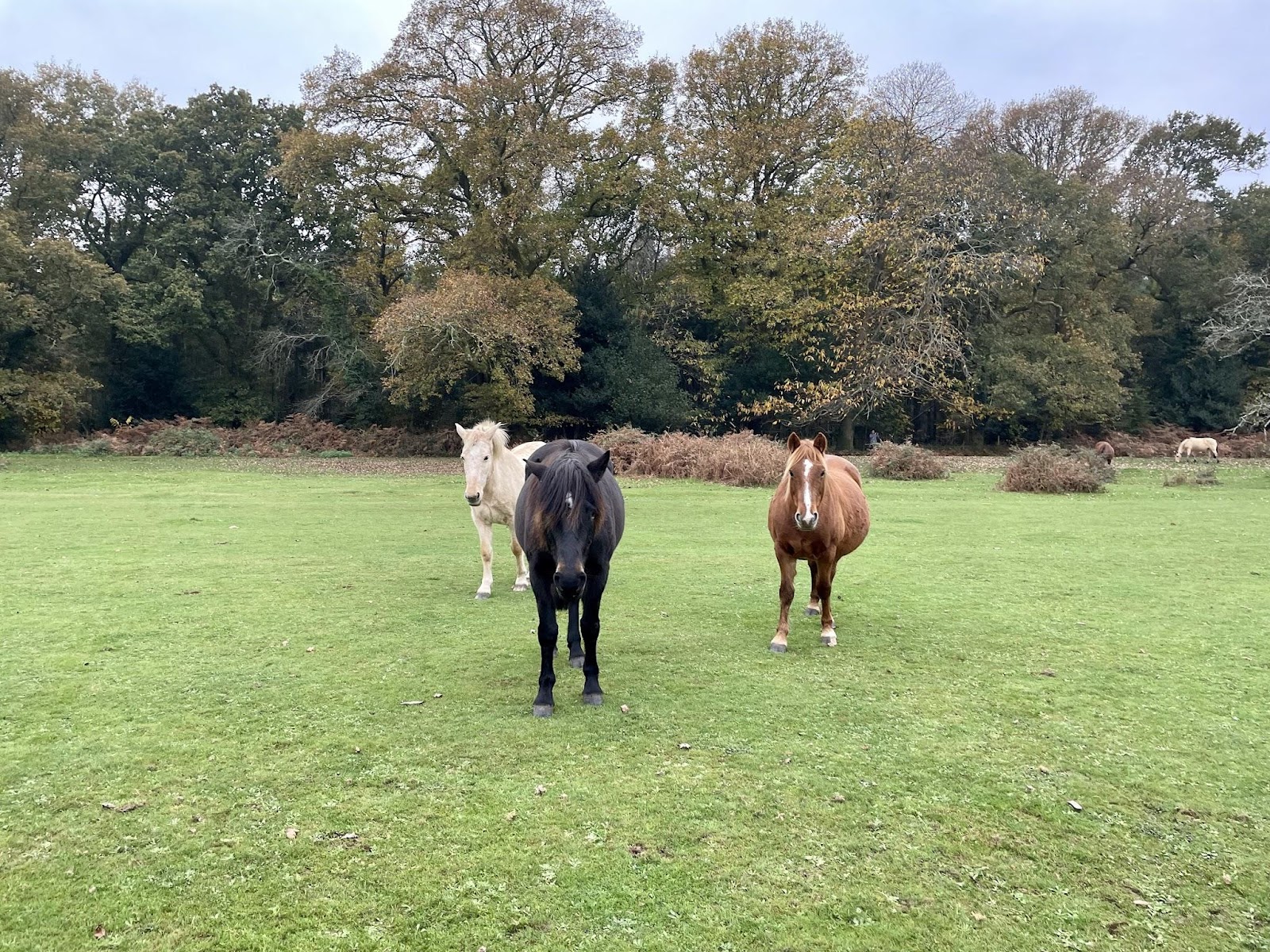 Brockenhurst parkrun event #502 – 09th November 2024 | Brockenhurst parkrun