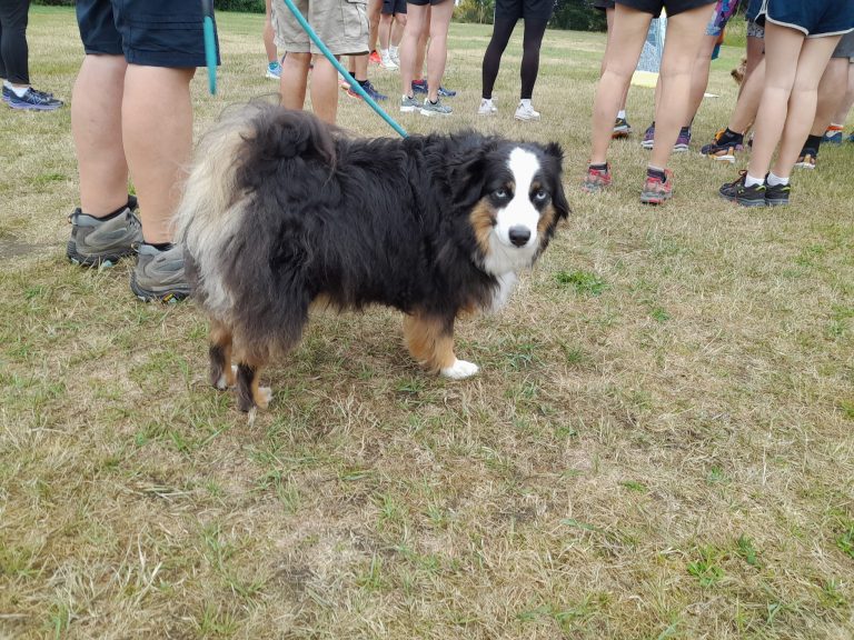 Dogs at Broad Park parkrun | Broad Park parkrun