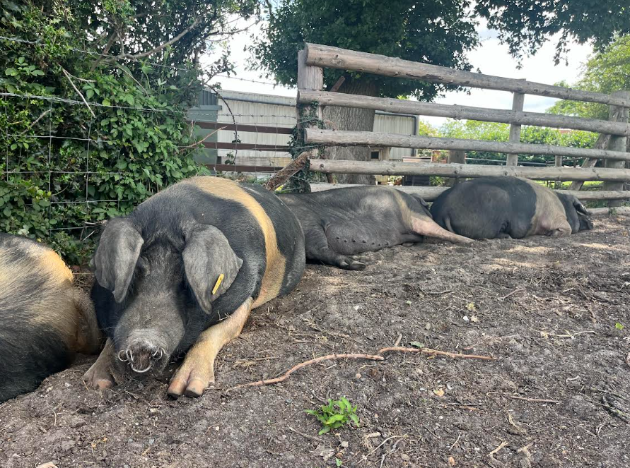 Run Report 21st June 2025 | Ganger Farm parkrun