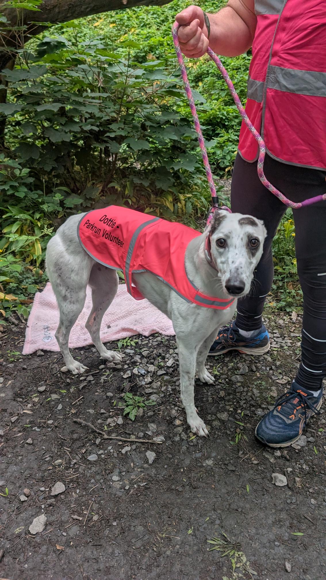 Run Report Event #100 31-05-25 | Old Railway Trail parkrun, Llangollen