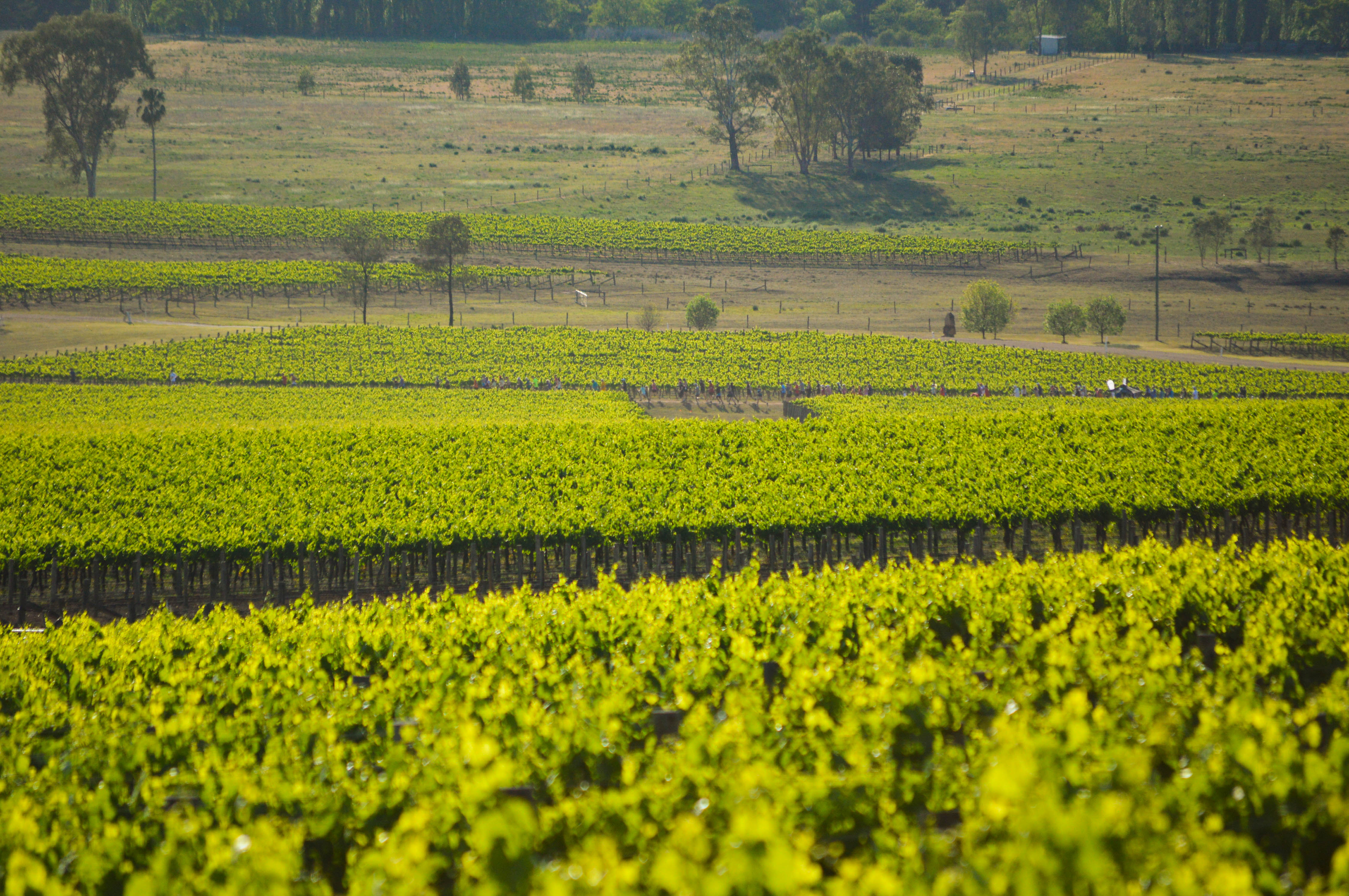 The Launch of Two Rivers Wines parkrun | Two Rivers Wines parkrun