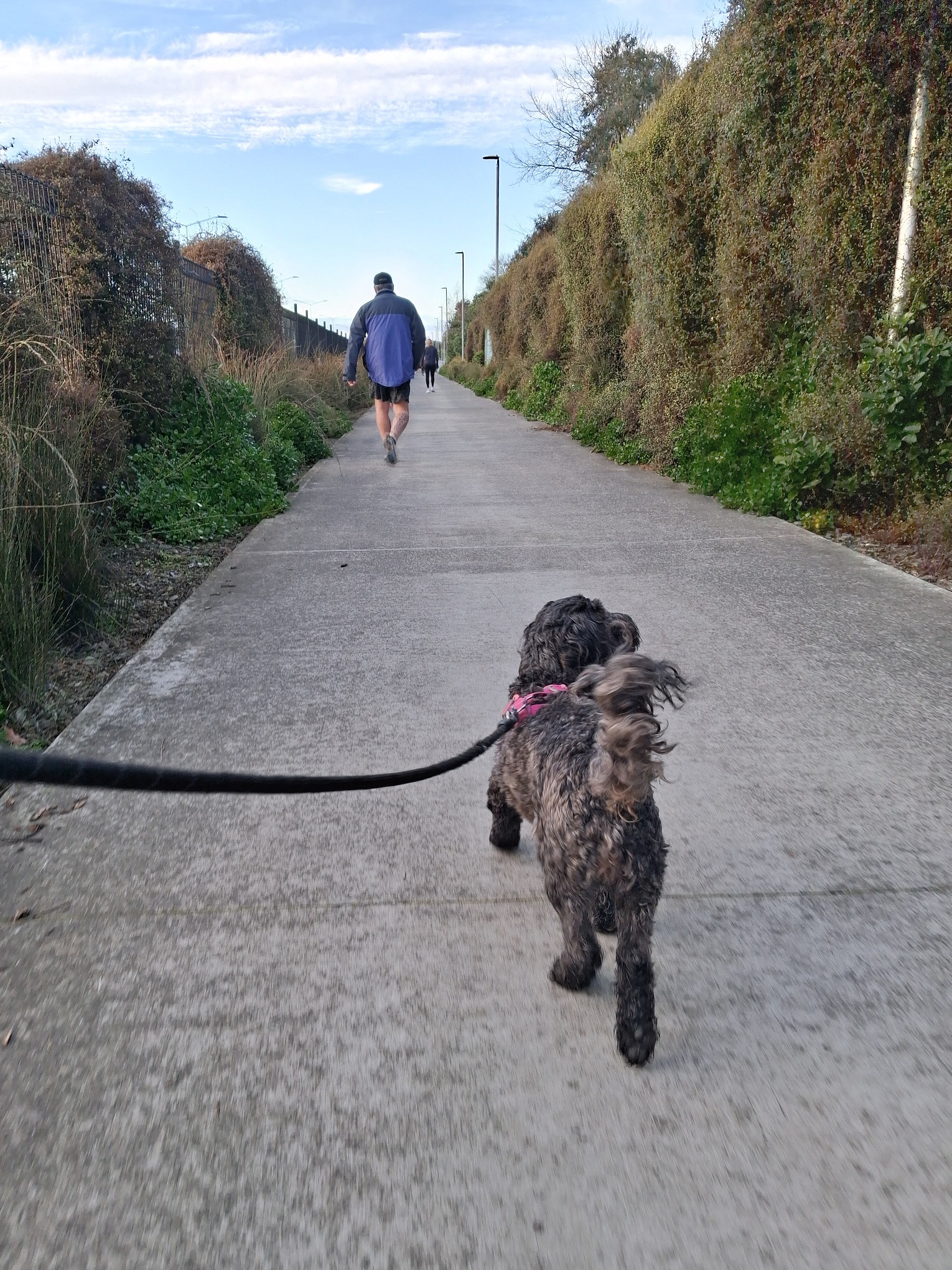 Event 36 – Southern Path barkrun report by Marley Taylor – 26 July 2025 ...