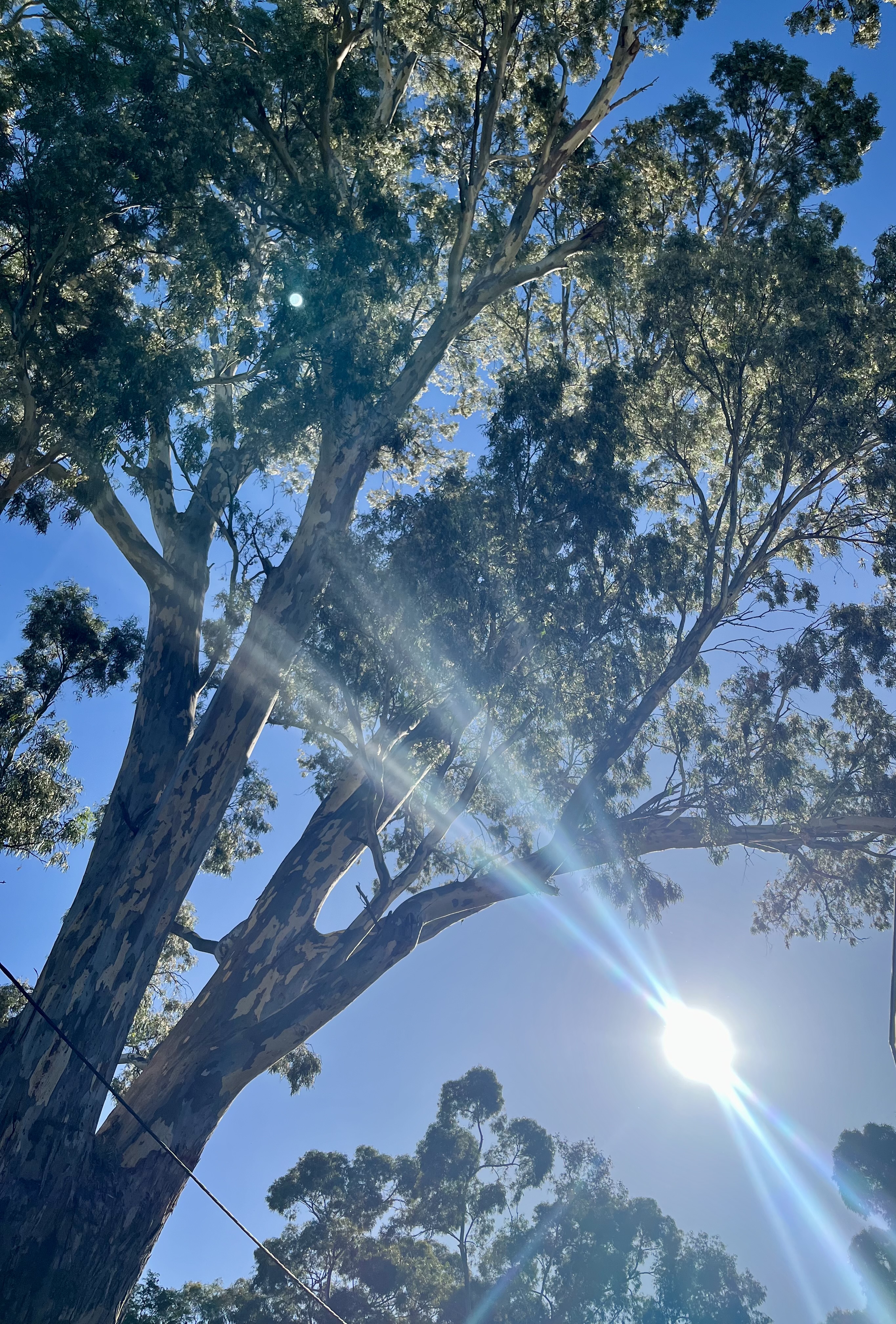 CHANNEL 7 WEEKEND SUNRISE at TORRENS PARKRUN TOMORROW | Torrens parkrun