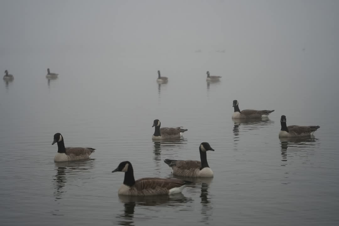 Event #571 – The Missing Lake | Hamilton Lake parkrun