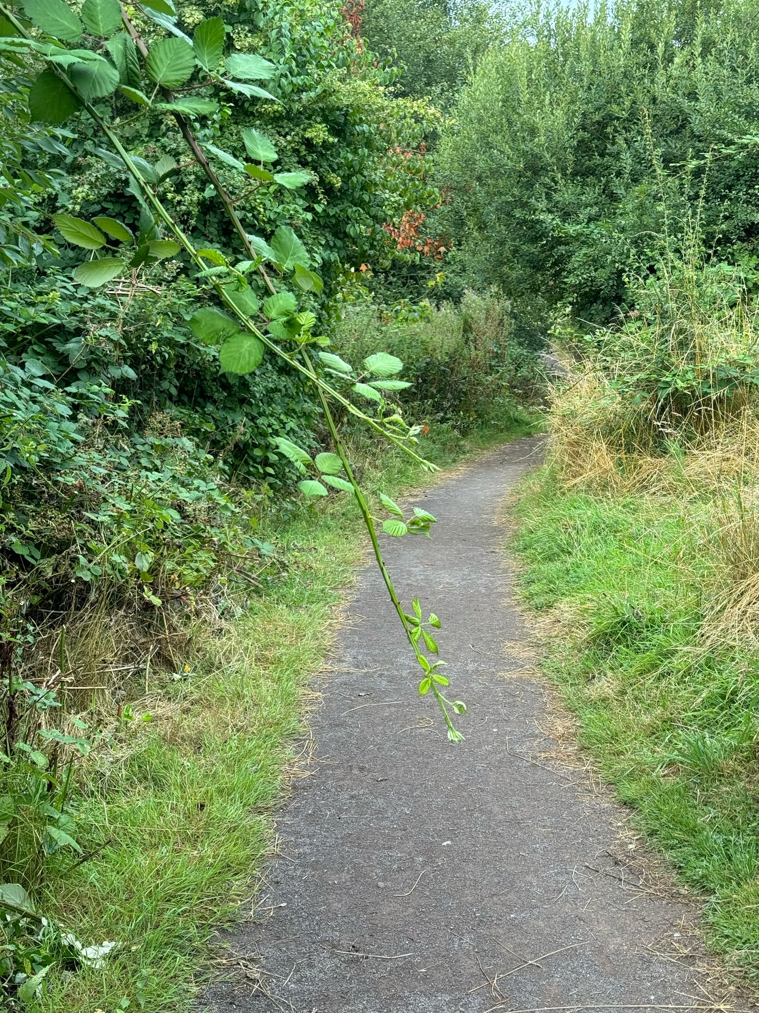 The Day of the Triffids | Pomphrey Hill parkrun