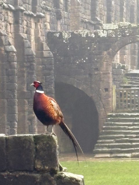 Run Report – Fountains Abbey parkrun #528 – 7th February 2026 ...