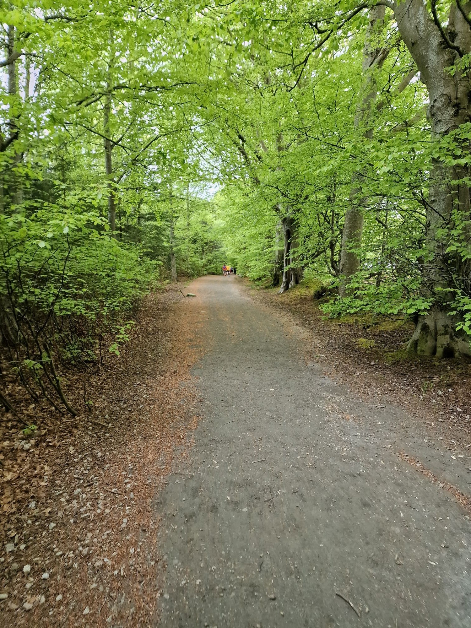Event 339 – 15th July 2023 | Hazlehead parkrun