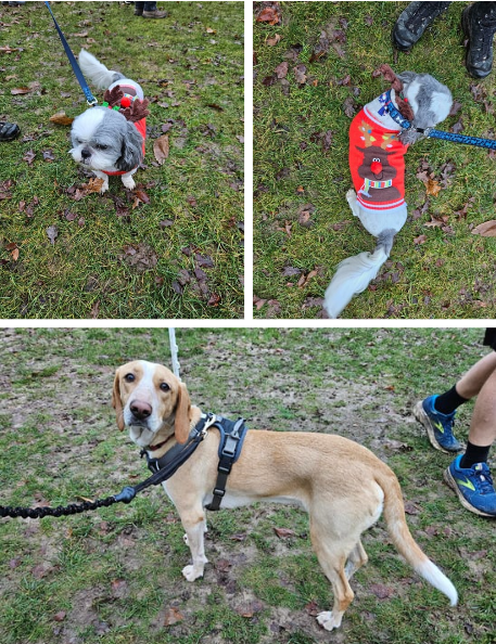 Cassiobury parkrun #397 – 16th December 2023 – a visitor’s perspective ...