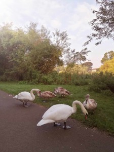 Event #350 – Can you hop like a frog? | Portobello parkrun, Edinburgh