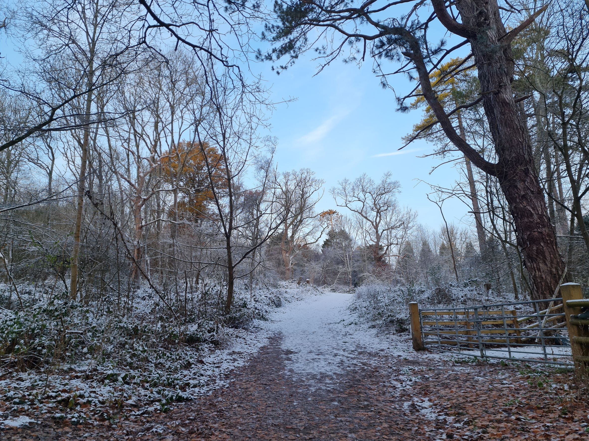 It’s All About The Numbers | Banstead Woods parkrun