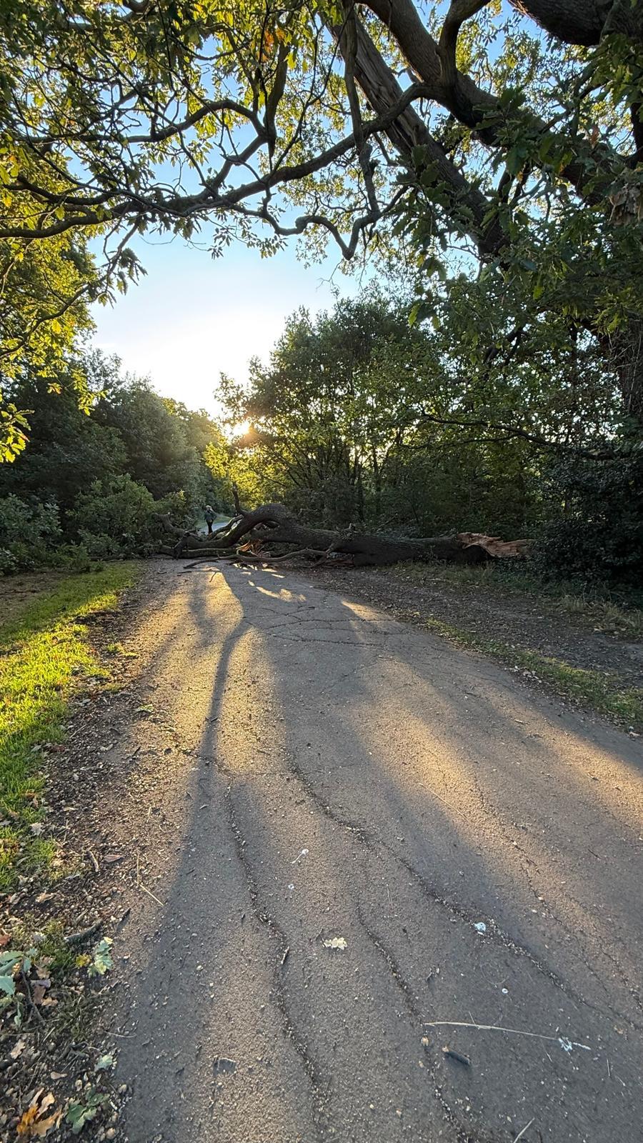 Tree on route | Grovelands parkrun